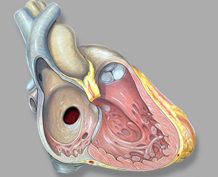 ASD Device Closure - Dr N Srinath Reddy - Pediatric Cardiologist